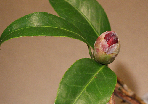 欲りせし物: 陶心 | しぶや黒田陶苑スタッフブログ